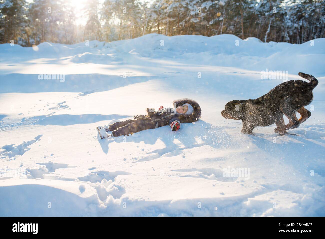 Cheerful big kind dog happily runs through the snowdrifts next to a ...
