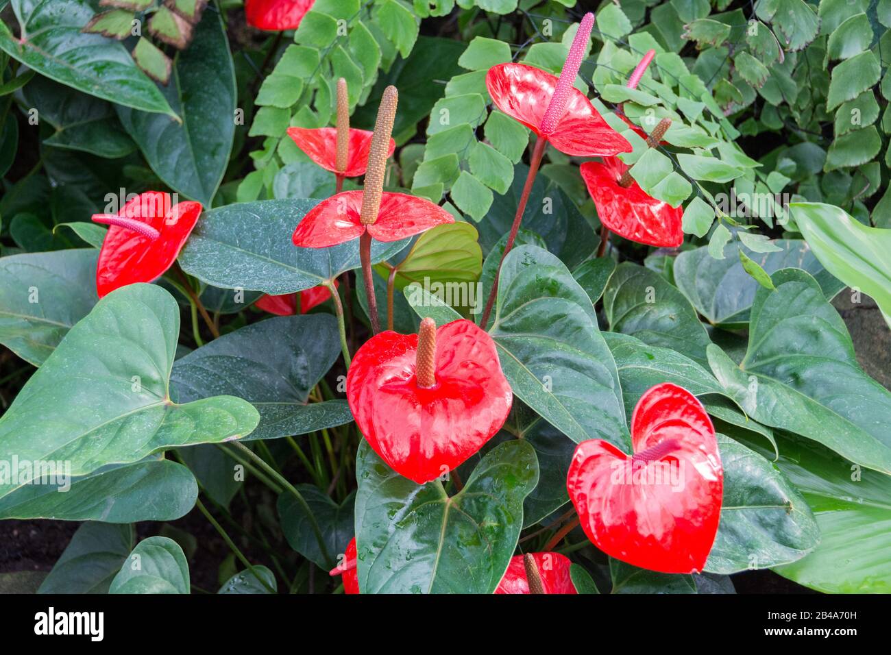Anthurium Bugatti Royale in the Princess of Wales Conservatory, Royal ...