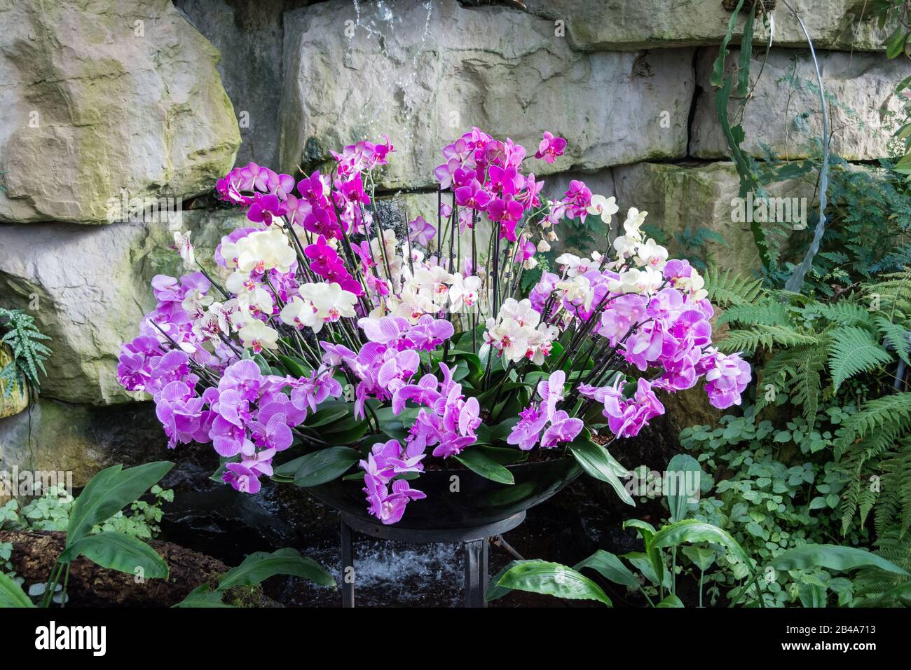 Purple orchids in the Princess of Wales Conservatory, Royal Botanic ...