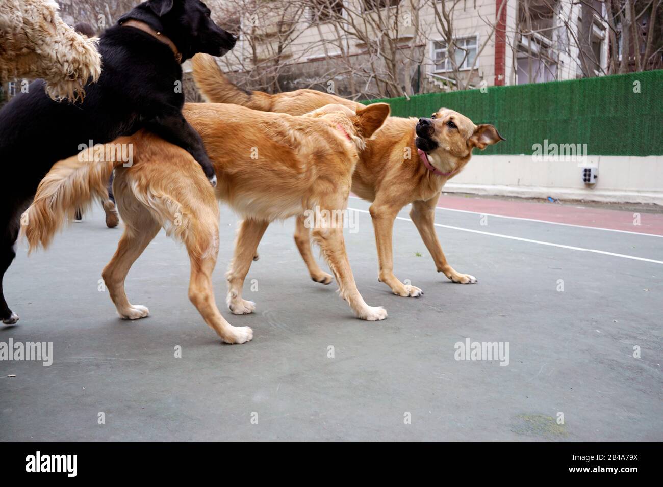 Dogs playing in the park Stock Photo - Alamy