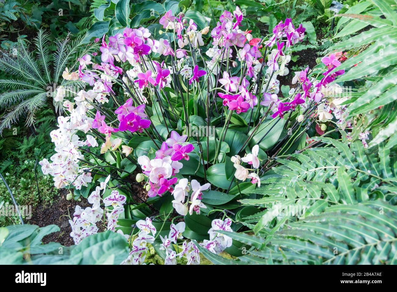 Purple orchids in the Princess of Wales Conservatory, Royal Botanic ...