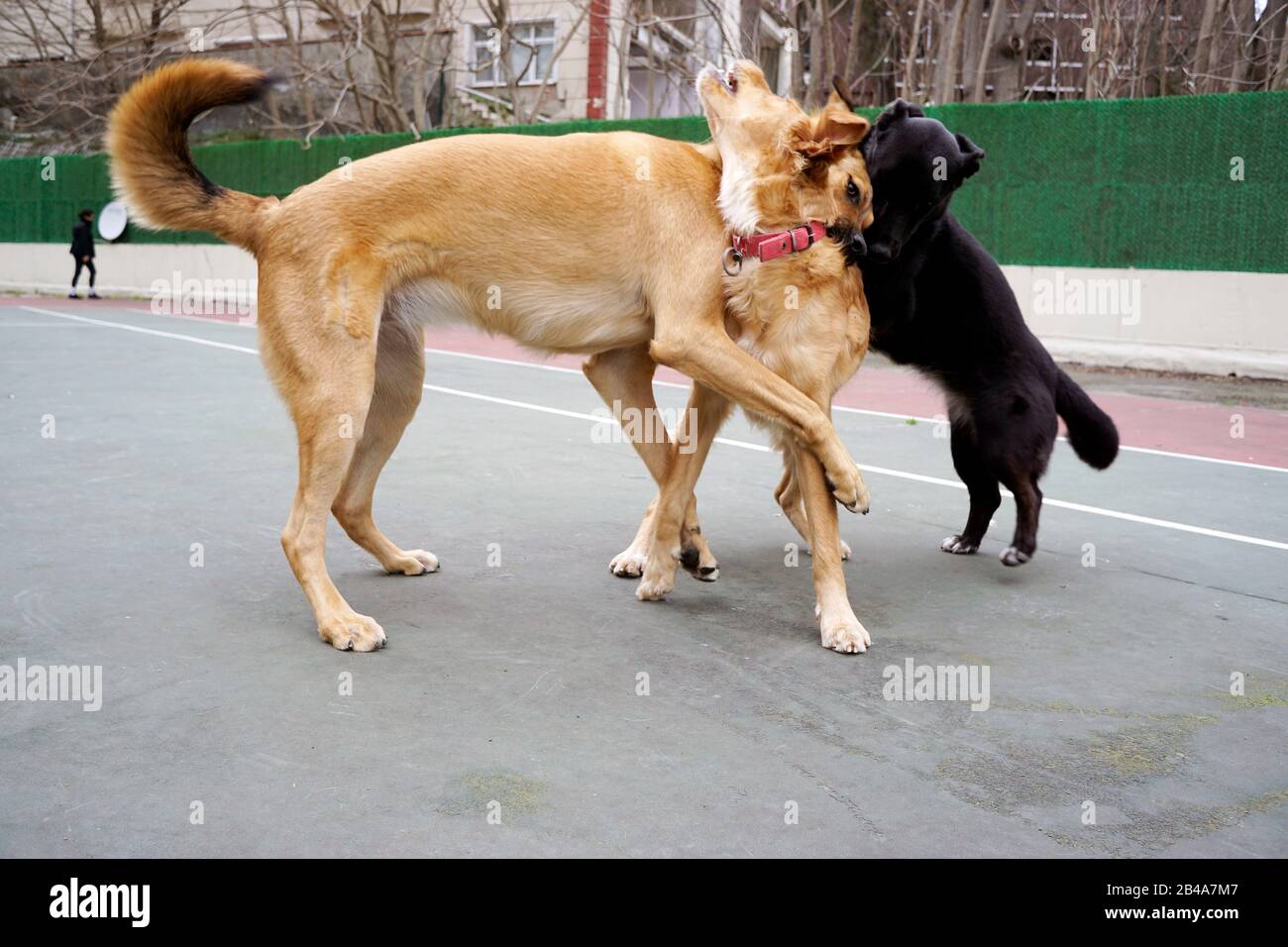 Dogs playing in the park Stock Photo - Alamy