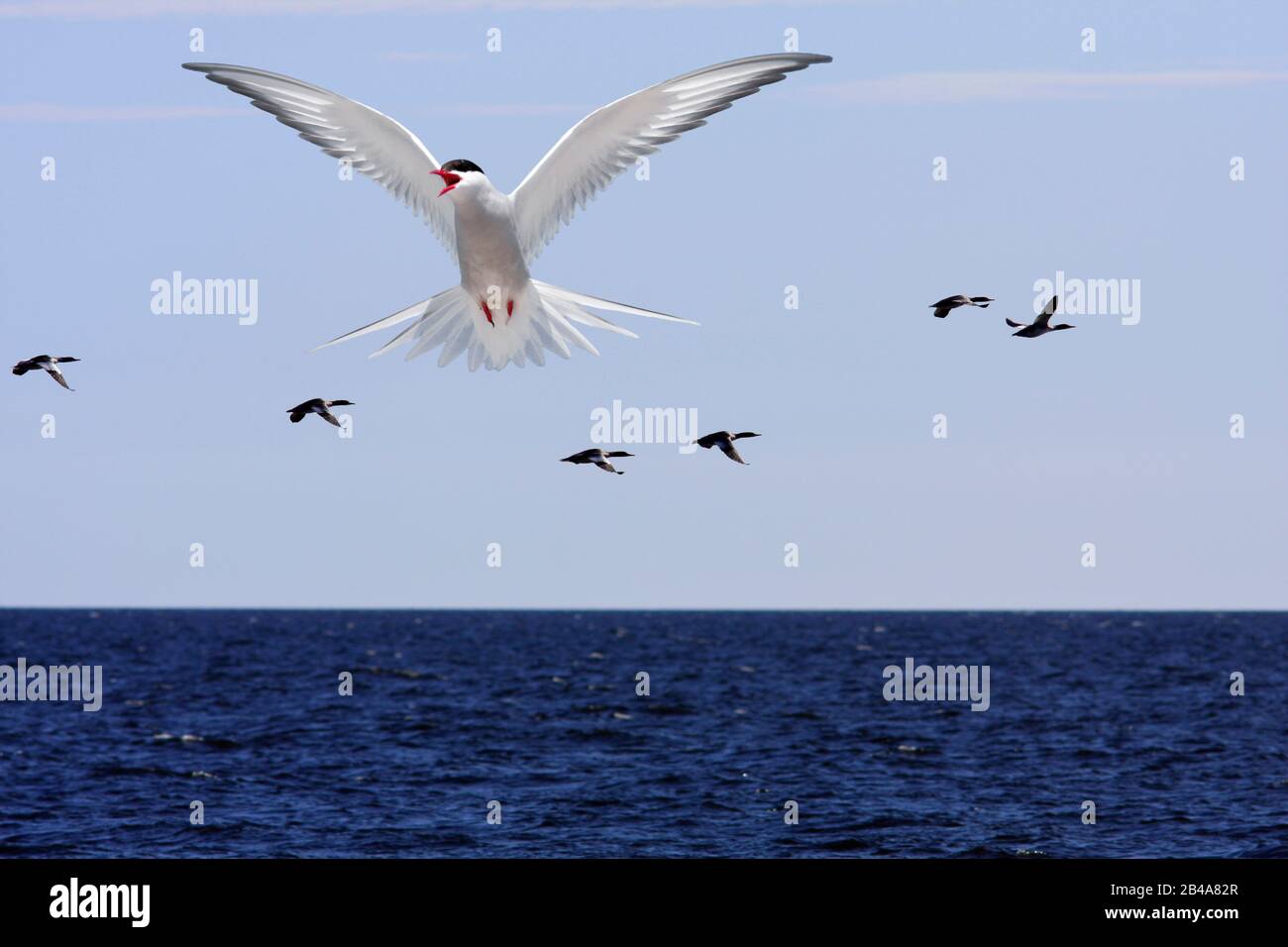 Common tern in migration by the sea. Birds, groups in the background ...