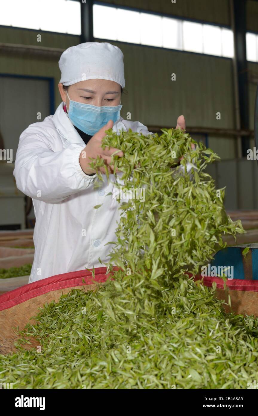 Tea manufacturing hi-res stock photography and images - Alamy