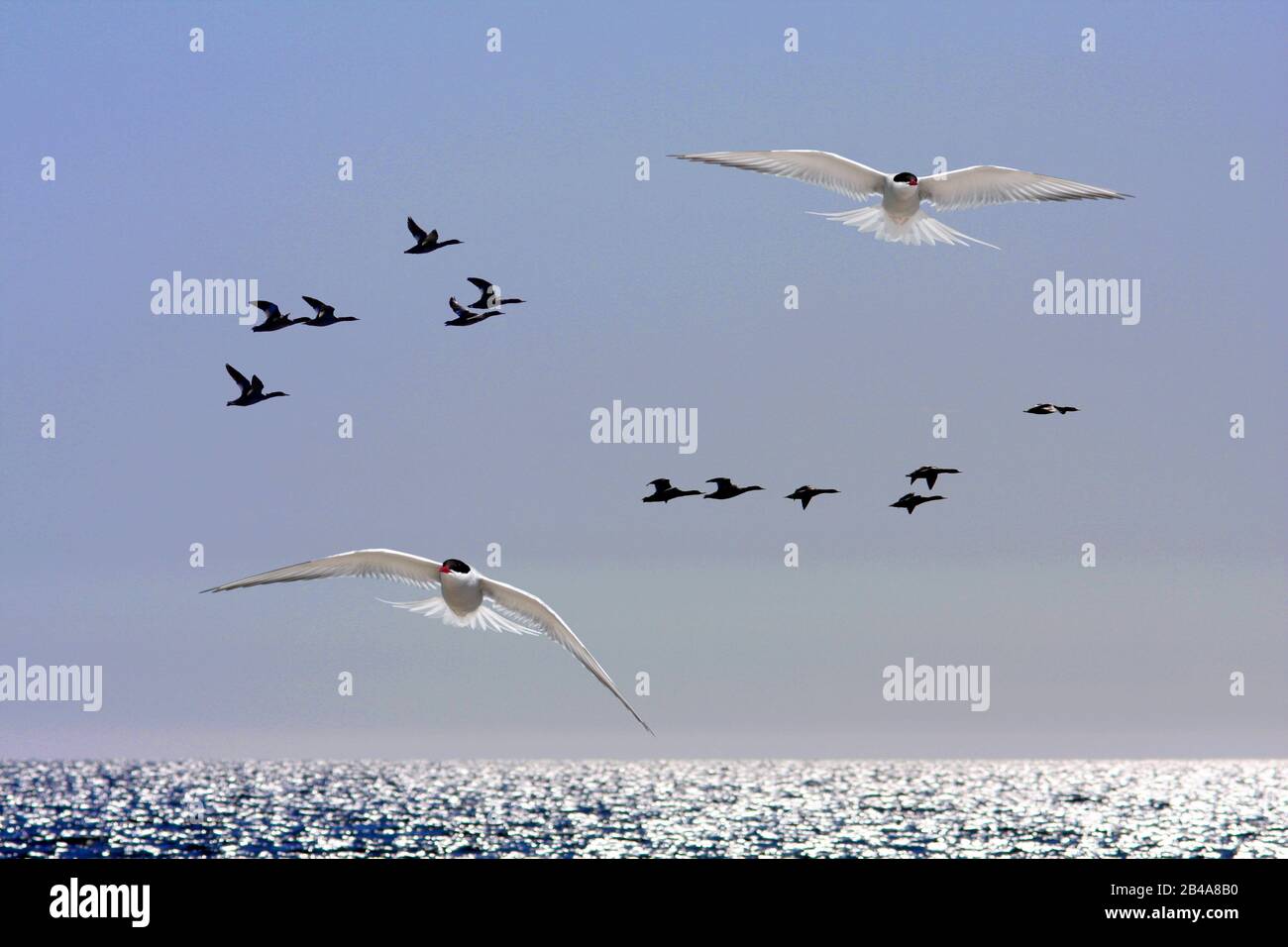 Common tern in migration by the sea. Birds, groups in the background ...