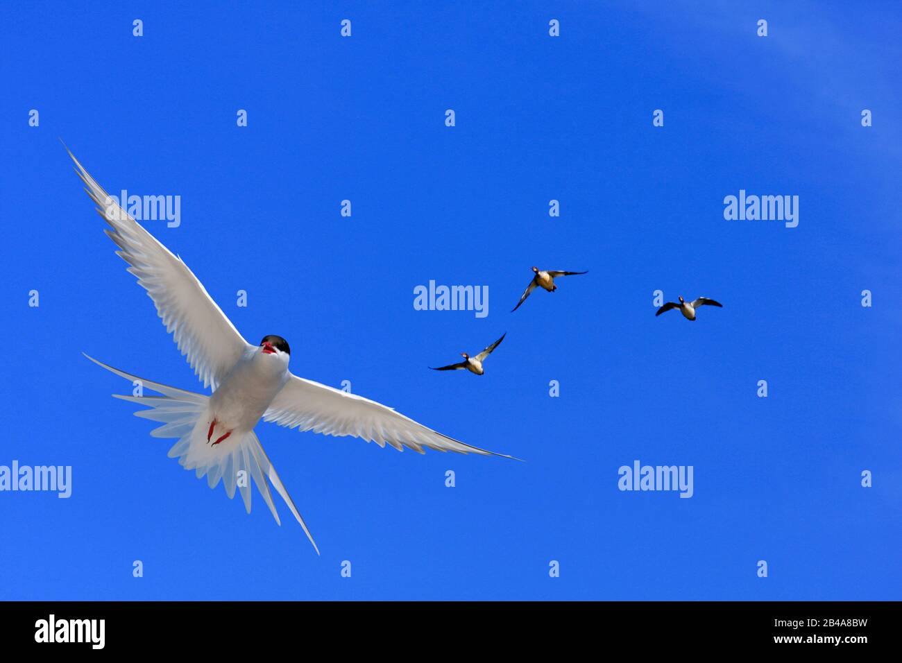 Common tern in migration by the sea. Birds, groups in the background ...