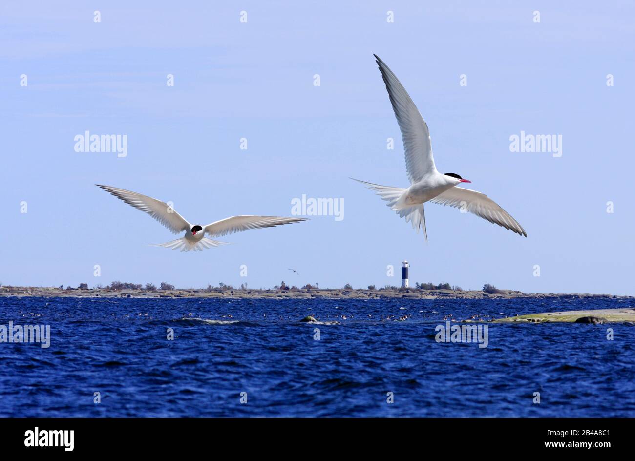 Common tern in migration by the sea. Birds, groups in the background ...