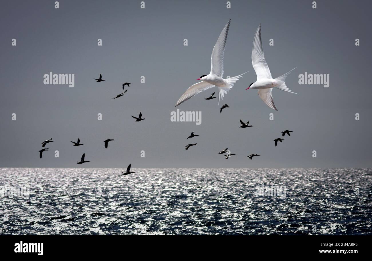 Common tern in migration by the sea. Birds, groups in the background ...