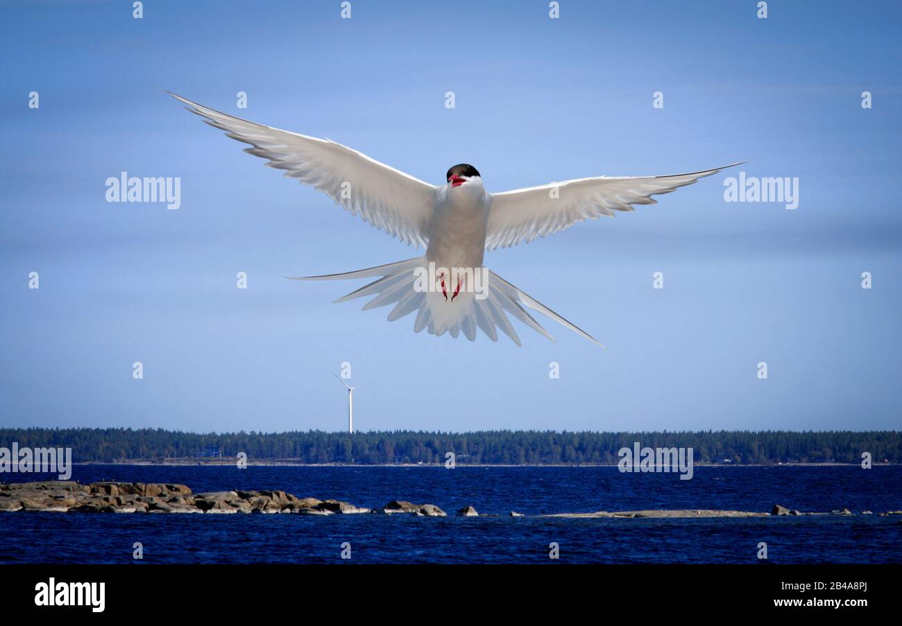 Common tern in migration by the sea. Birds, groups in the background ...