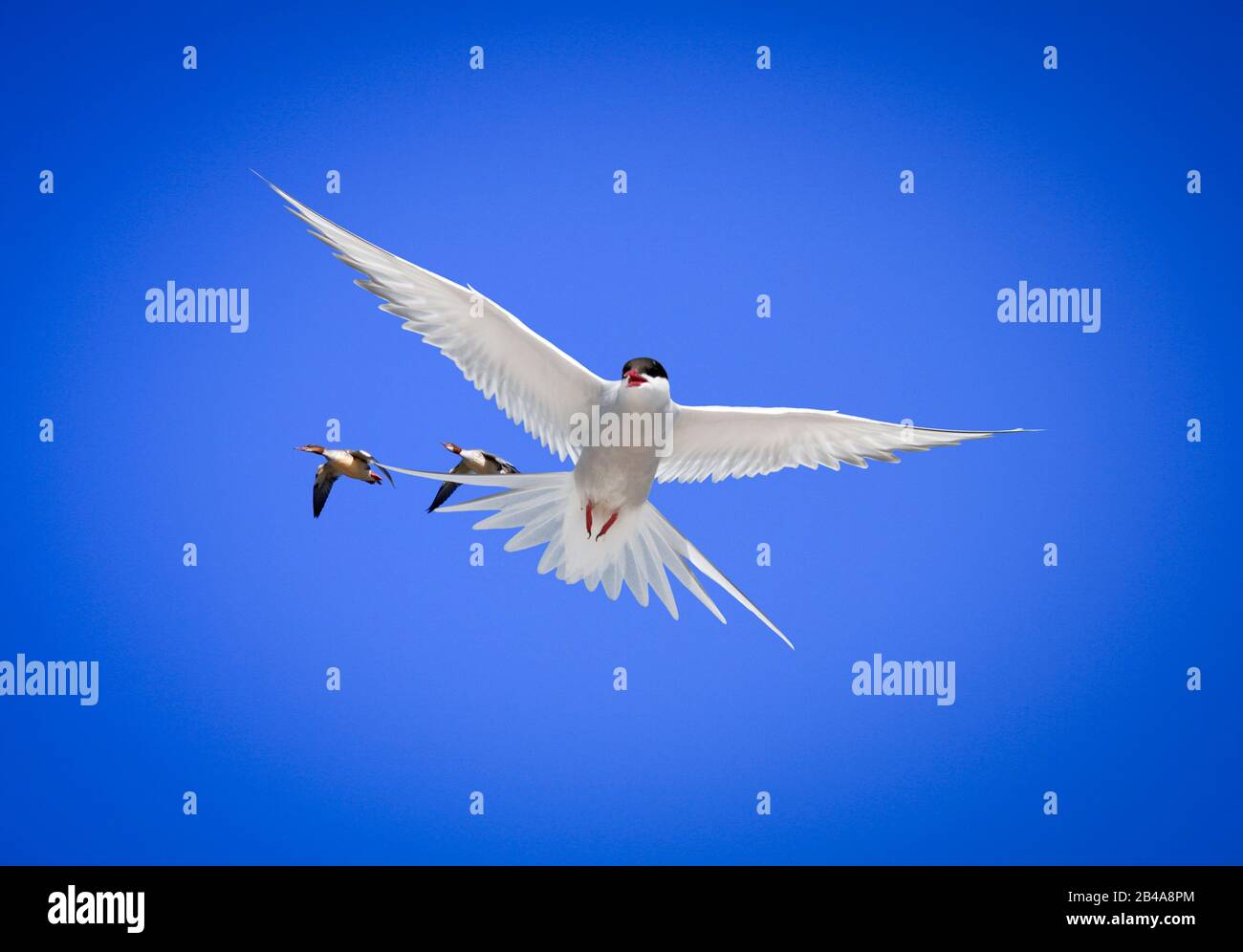 Common tern in migration by the sea. Birds, groups in the background ...