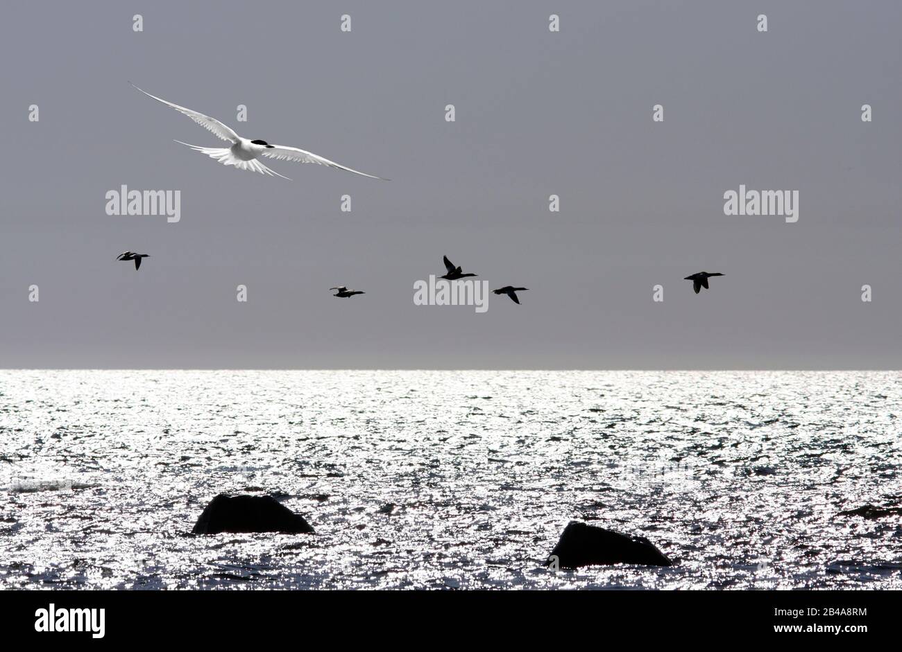 Common tern in migration by the sea. Birds, groups in the background ...
