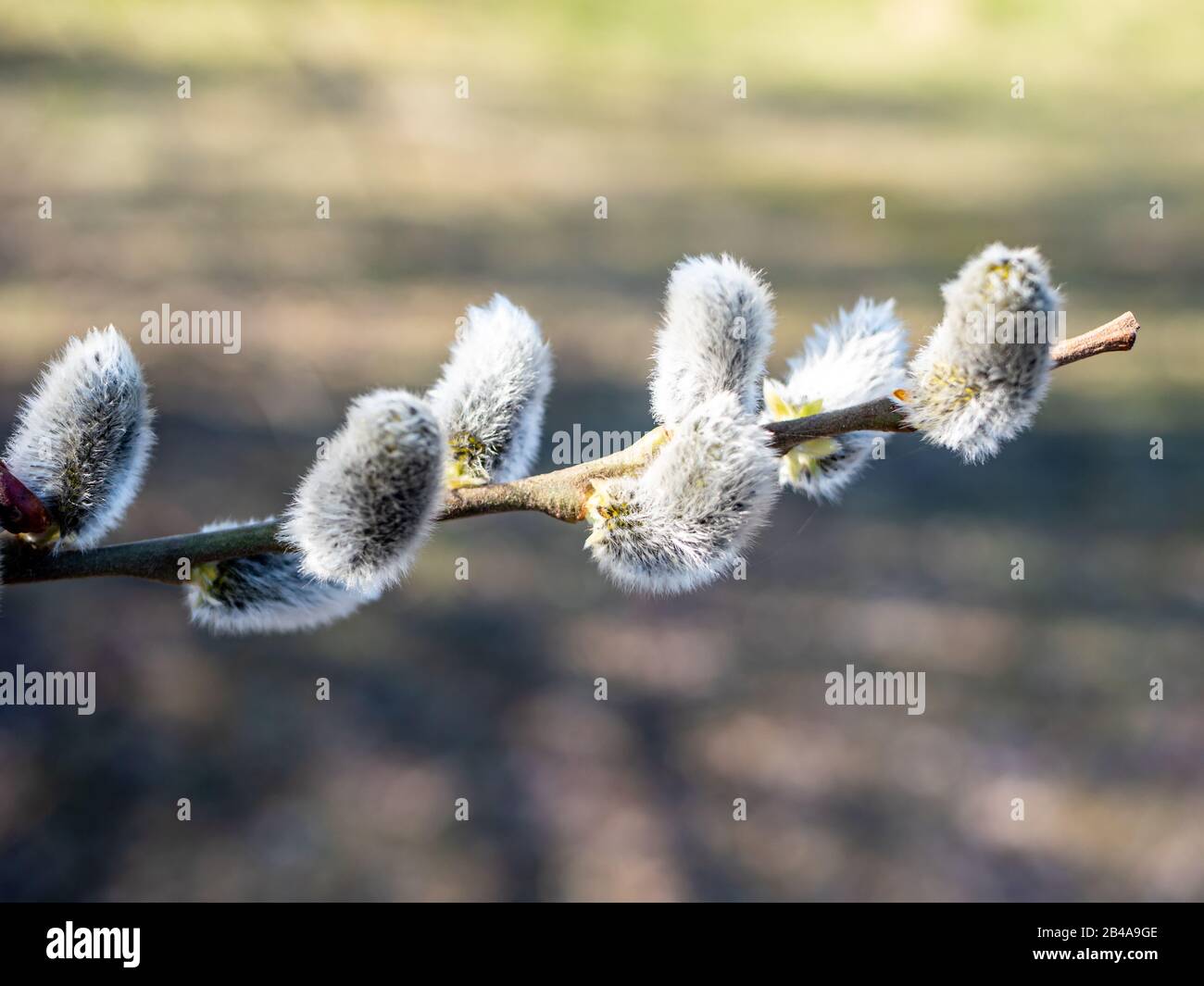 Catkins in spring hi-res stock photography and images - Alamy