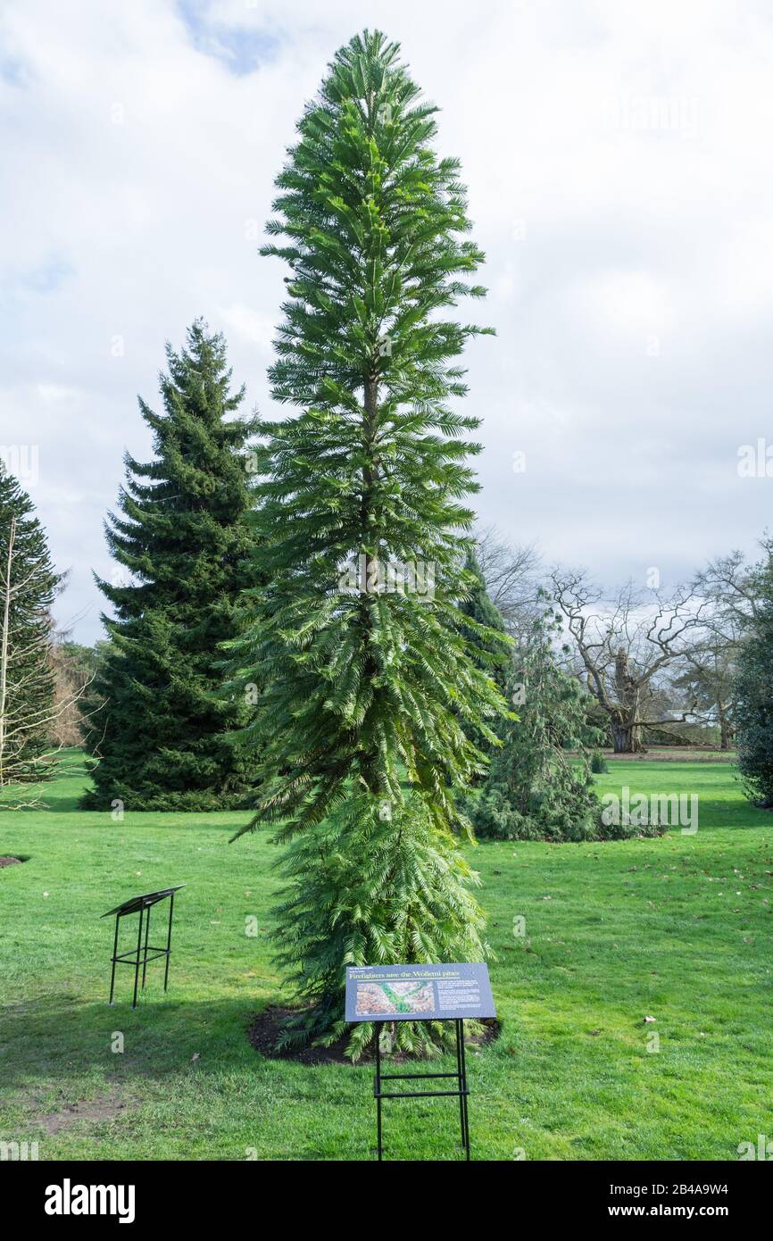 Wollemi tree hi-res stock photography and images - Alamy