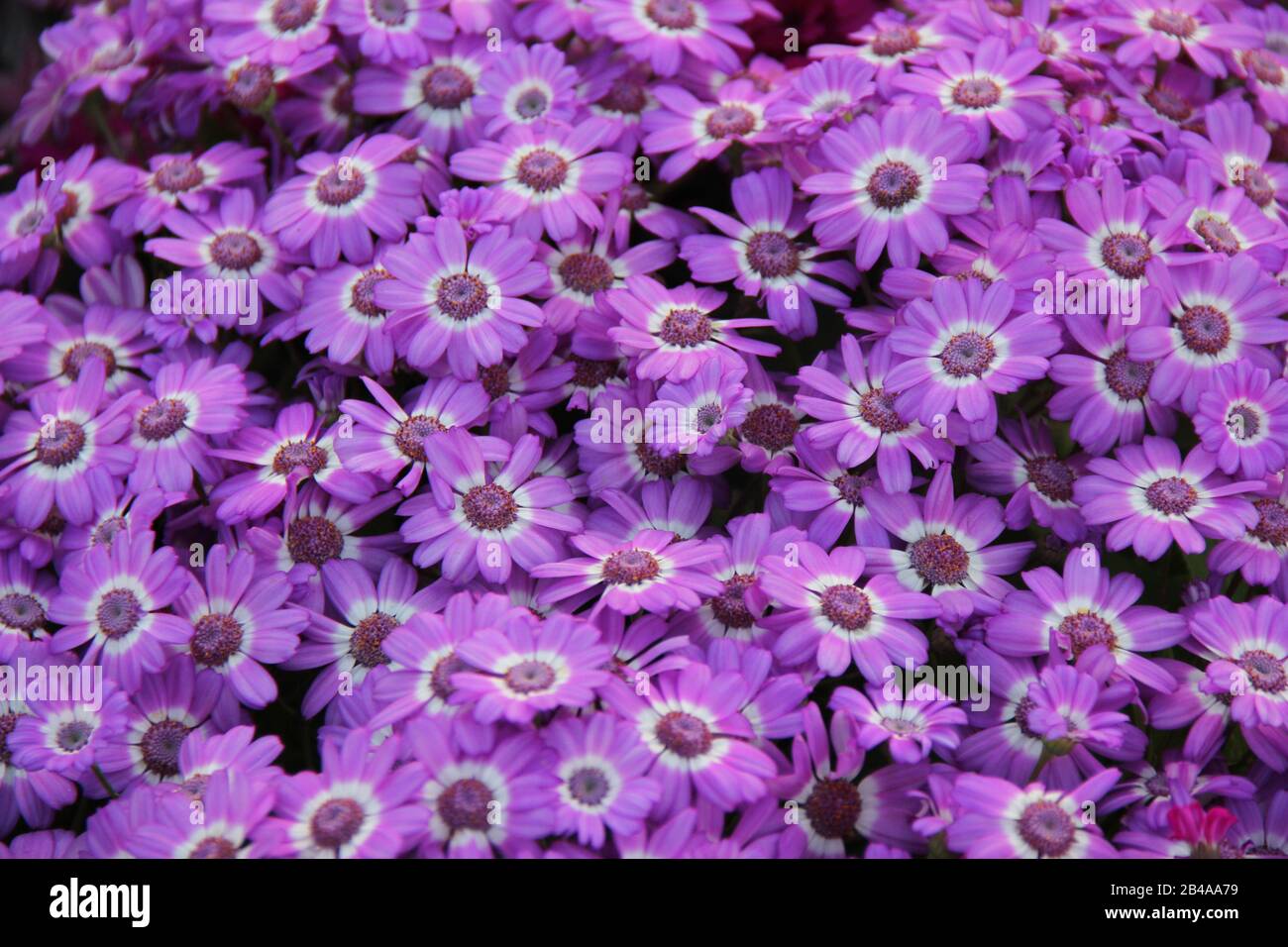 Beautiful spring flowers Stock Photo - Alamy