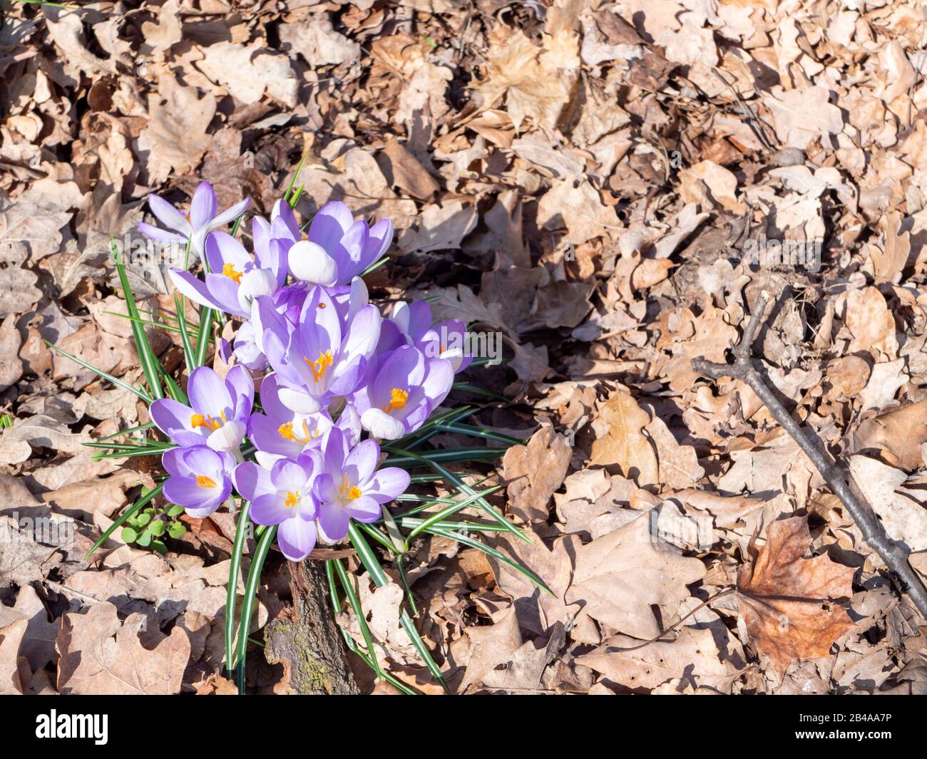 Contrast spring meets autumn background Stock Photo - Alamy