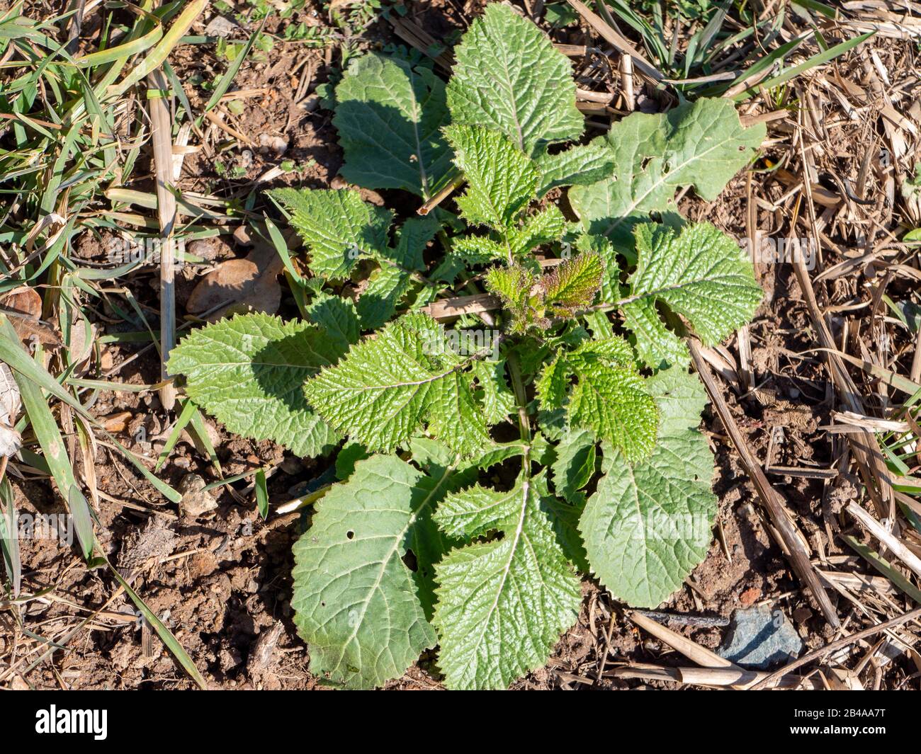 Pyrenees rock plate hi-res stock photography and images - Alamy