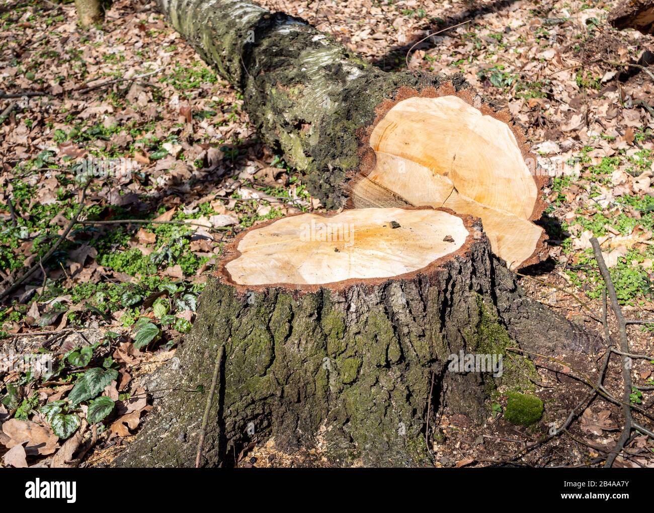 felled birch in spring background Stock Photo - Alamy