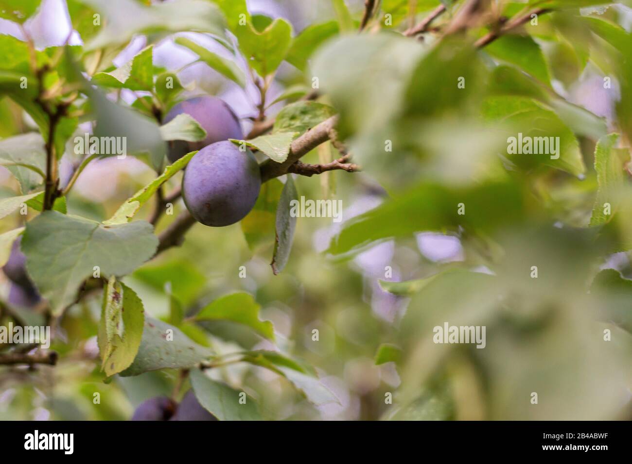 Plum tree autumn hi-res stock photography and images - Alamy