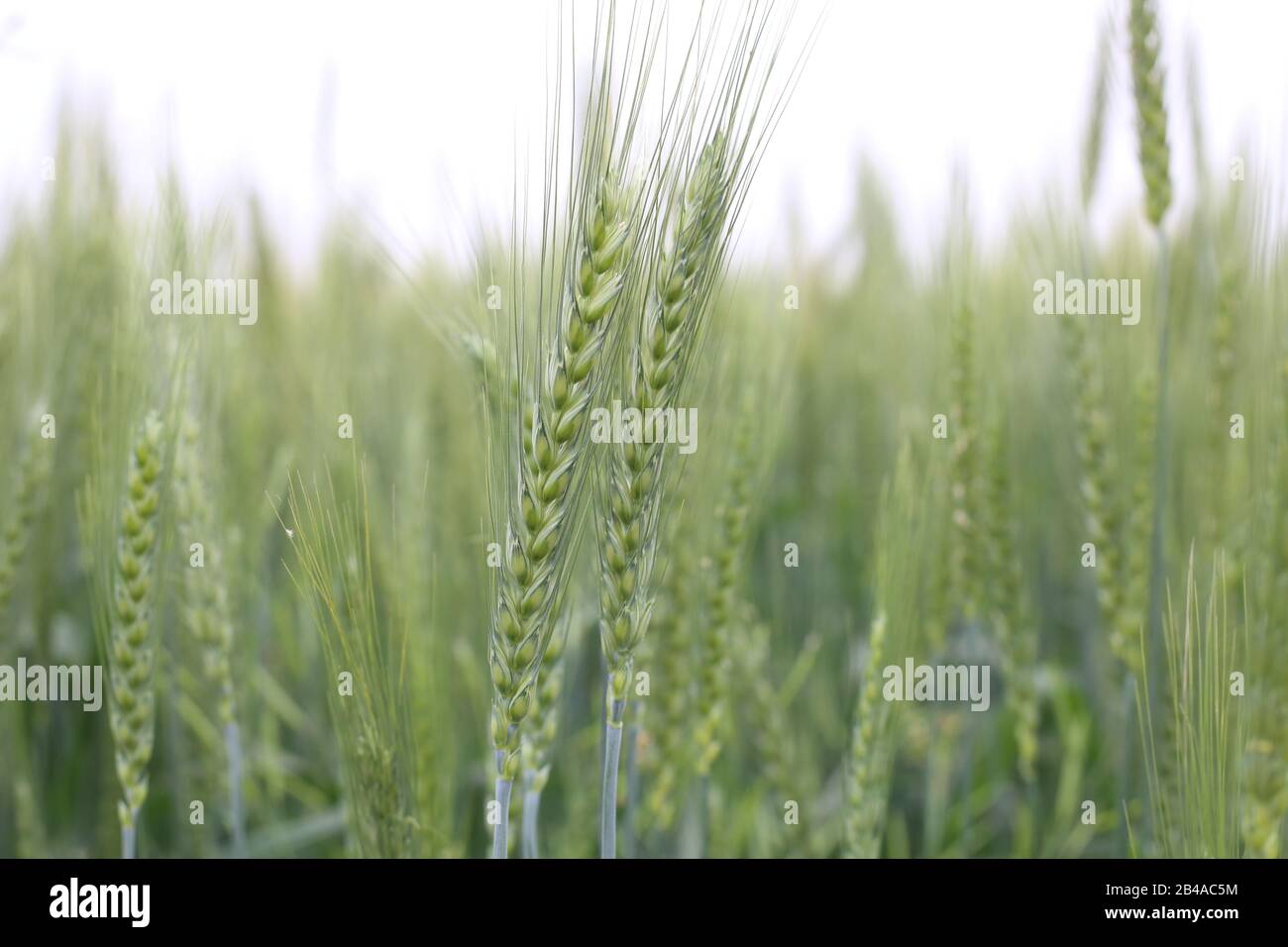 Field of young green wheat grass Stock Photo - Alamy