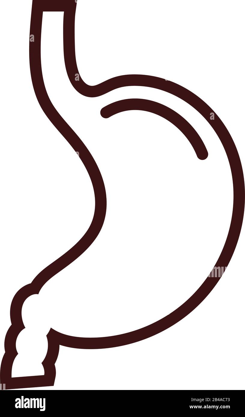 stomach human organ line style Stock Vector Image & Art - Alamy