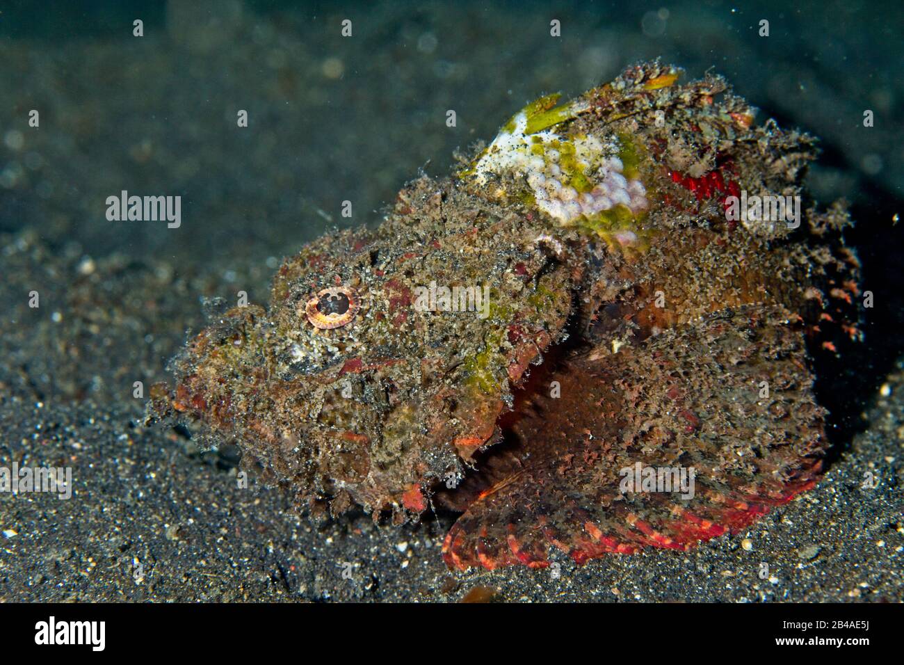 Flasher scorpionfish (Scorpaenopsis macrochir) Lembeh Strait, Indonesia ...
