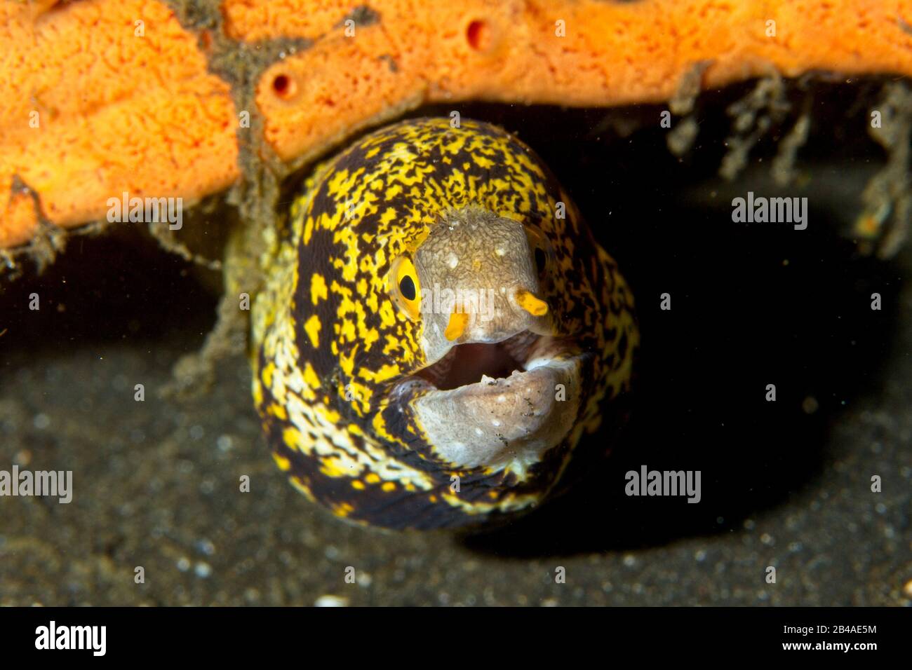 Snowflake moray eel (Echidna nebulosa) Lembeh Strait, Indonesia Stock ...