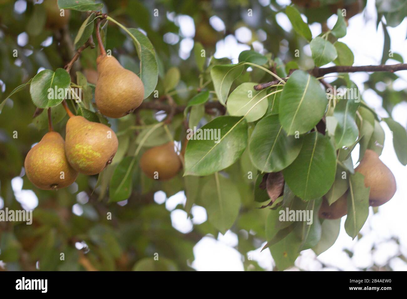 Old pear variety hi-res stock photography and images - Alamy