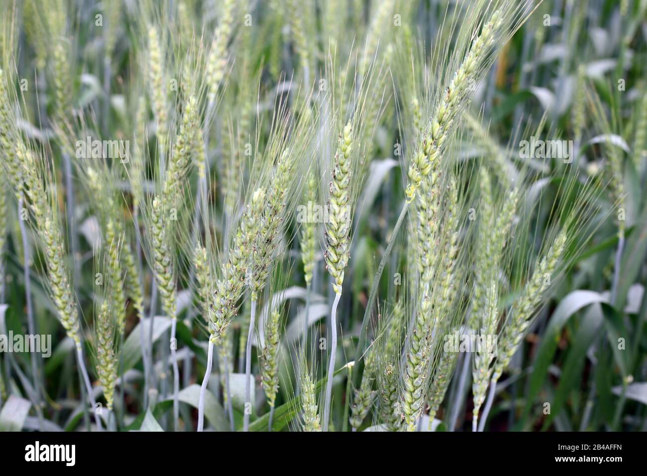 Natural wheat background hi-res stock photography and images - Alamy