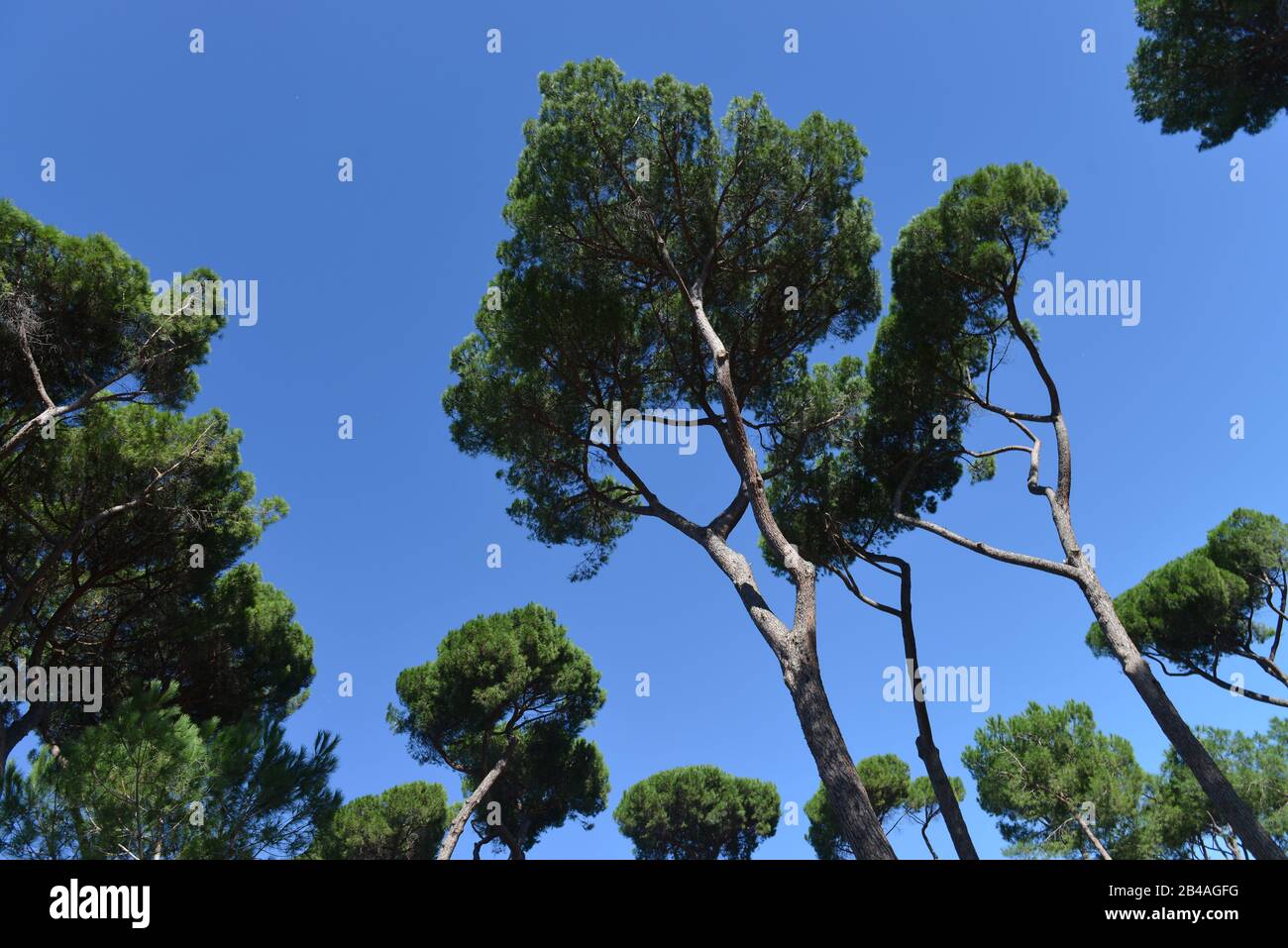 Pinien pinien hi-res stock photography and images - Alamy