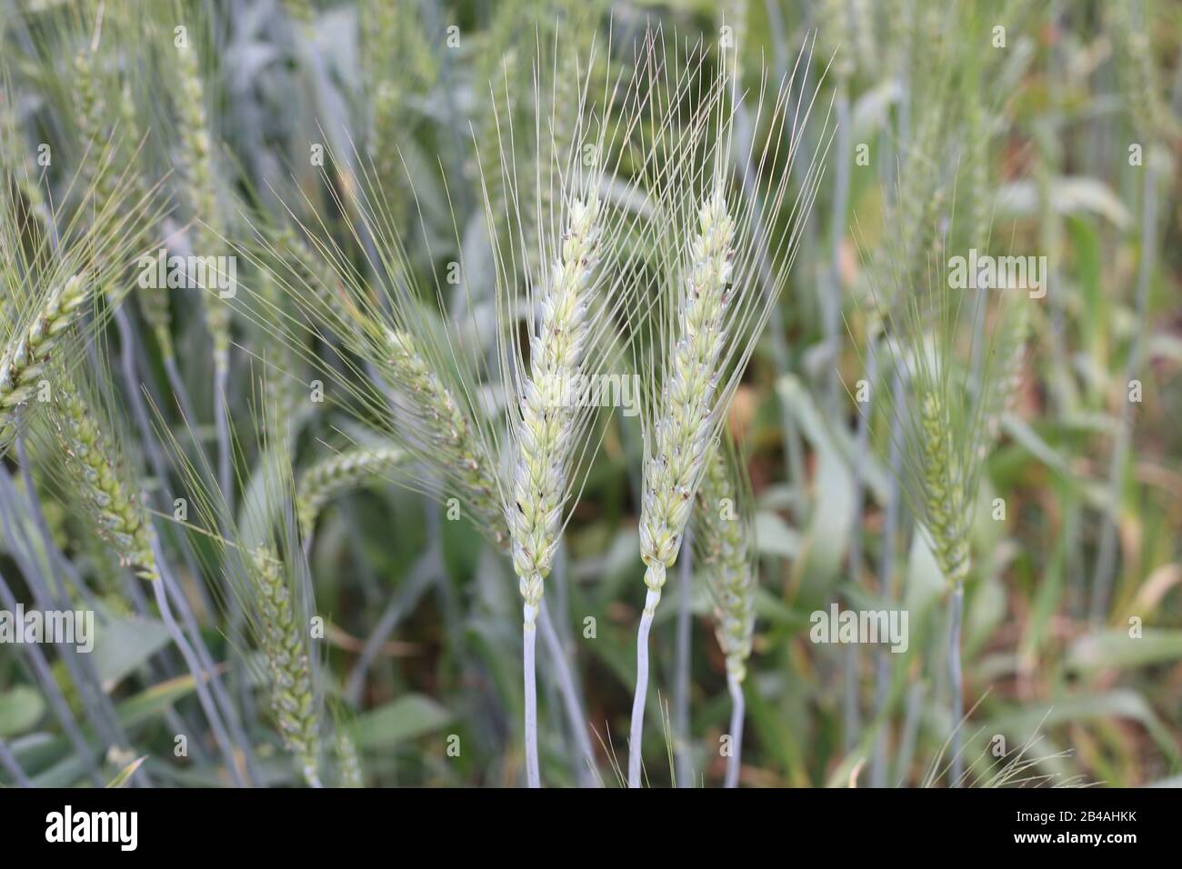Wheat harvesteating hi-res stock photography and images - Alamy