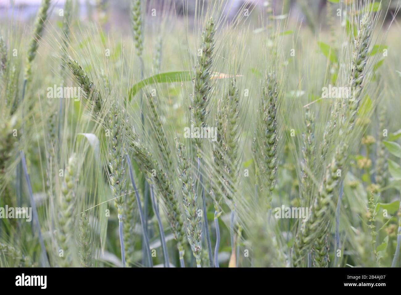 Wheat Production in the Agriculture Fields Stock Photo - Alamy