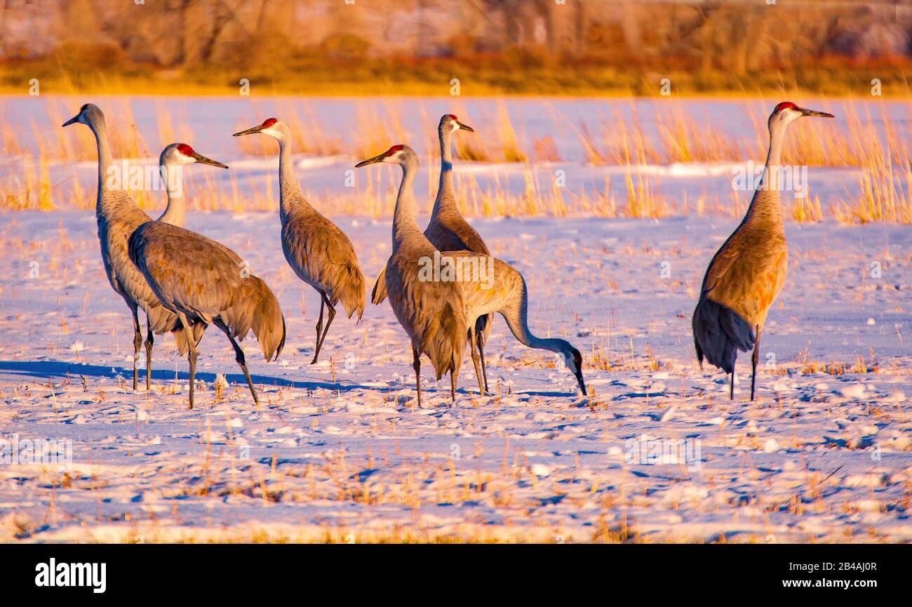 A flock of Sandhill Cranes forage in the snow at the Great Sand Dunes ...