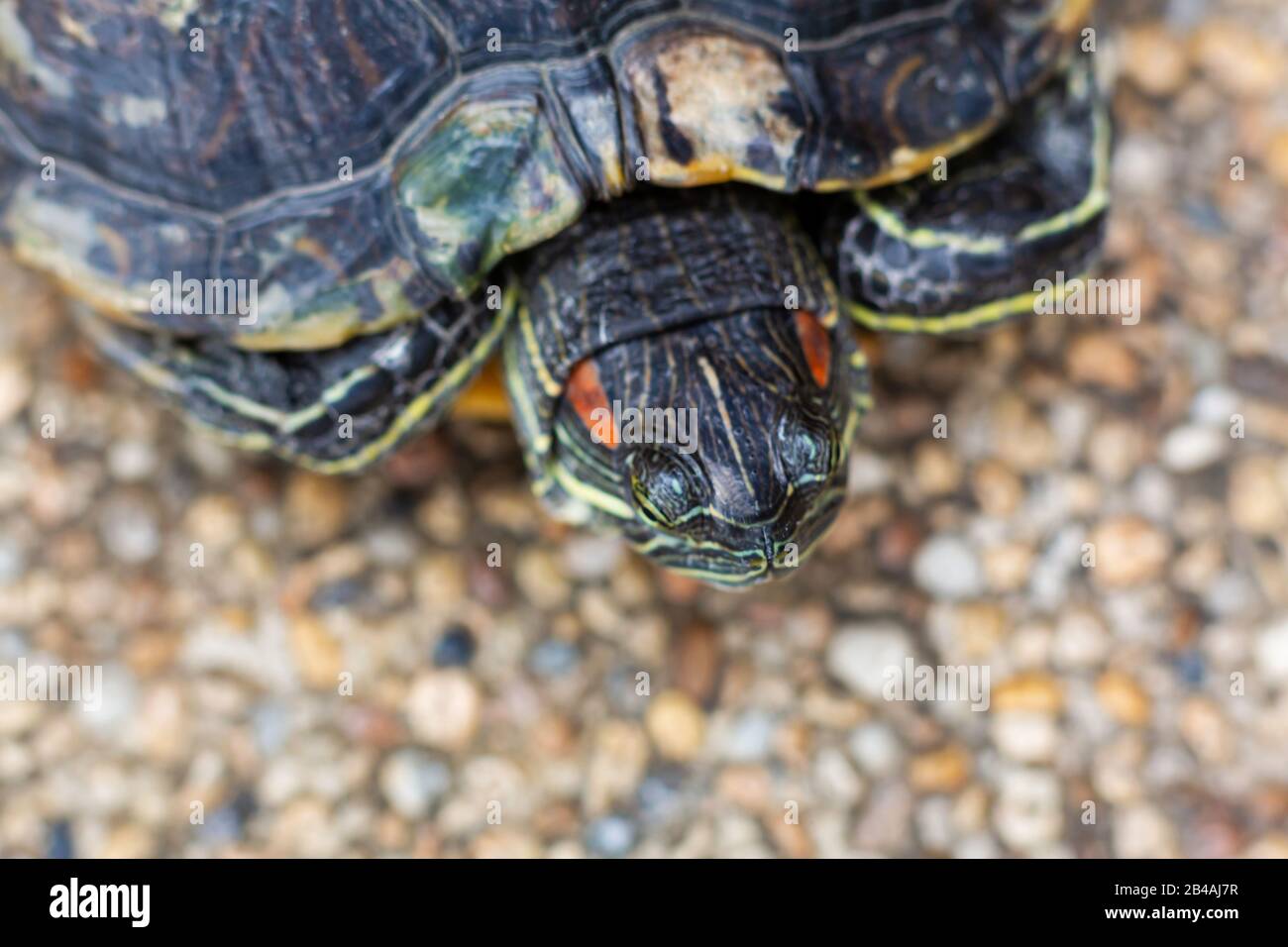 Red Eared Terrapin - Trachemys scripta elegans. Red eared slider turtle ...