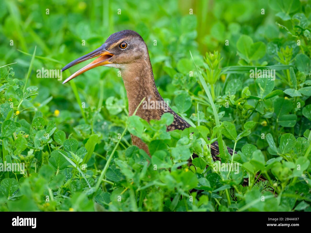 A King Rail (Rallus elegans) calling in its native habitat of coastal ...