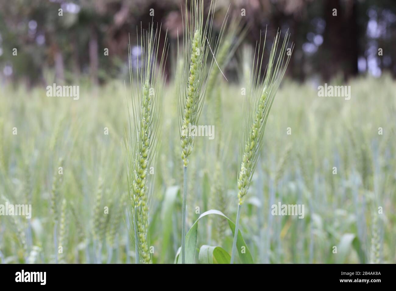 Wheat field crops hi-res stock photography and images - Alamy