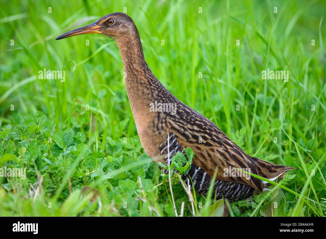 A King Rail (Rallus elegans) in its native habitat of coastal marshes ...