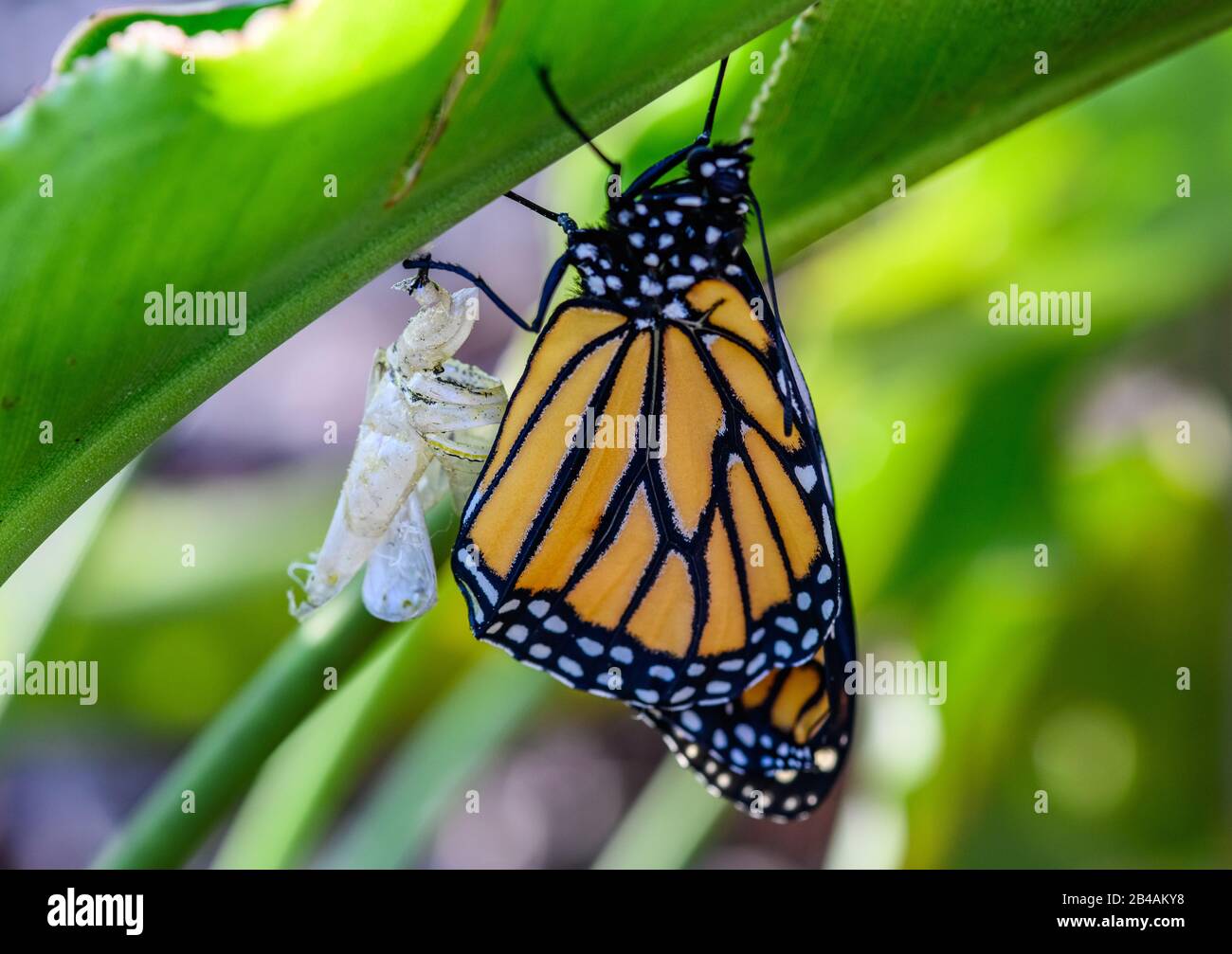 Freshly Emerged Monarch Butterfly Danaus Plexippus From Chrysalis