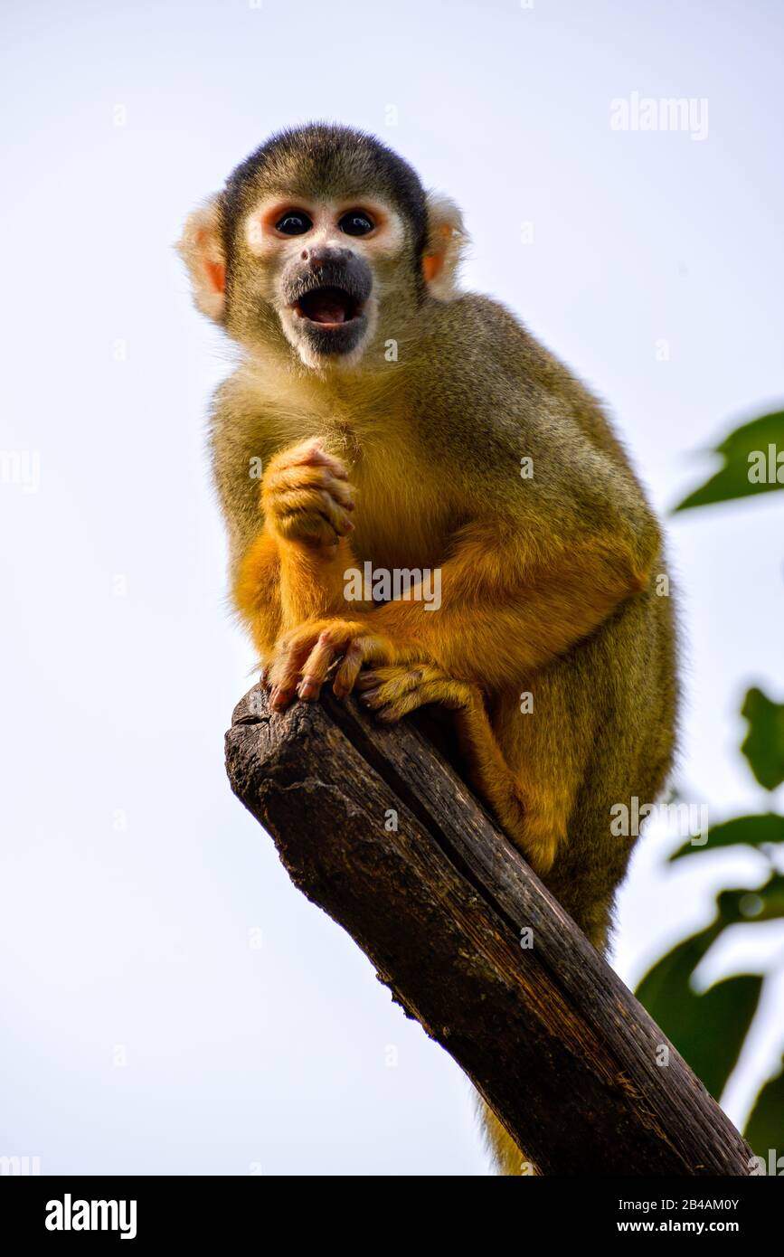 Common Squirrel Monkey (Saimiri sciureus Stock Photo - Alamy Common Squirrel Monkey (Saimiri sciureus Stock Photo - Alamy