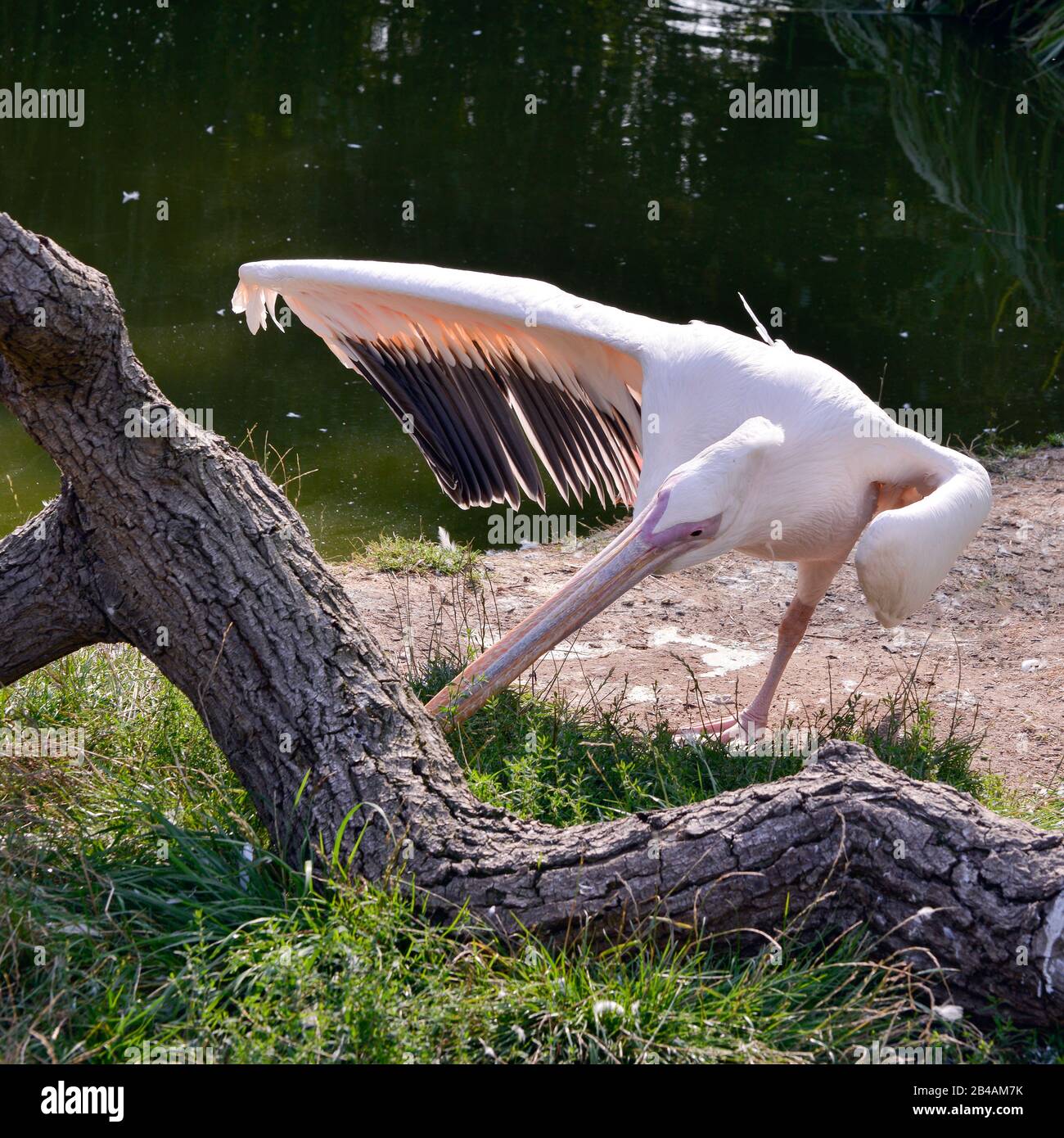 Great White Pelican (Pelecanus onocrotalus) standing on one leg by the ...