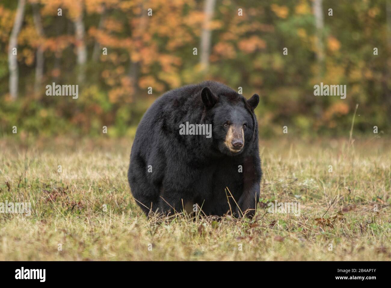 Black Bear, Ursus americanus, Captive, Minnesota, USA Stock Photo - Alamy