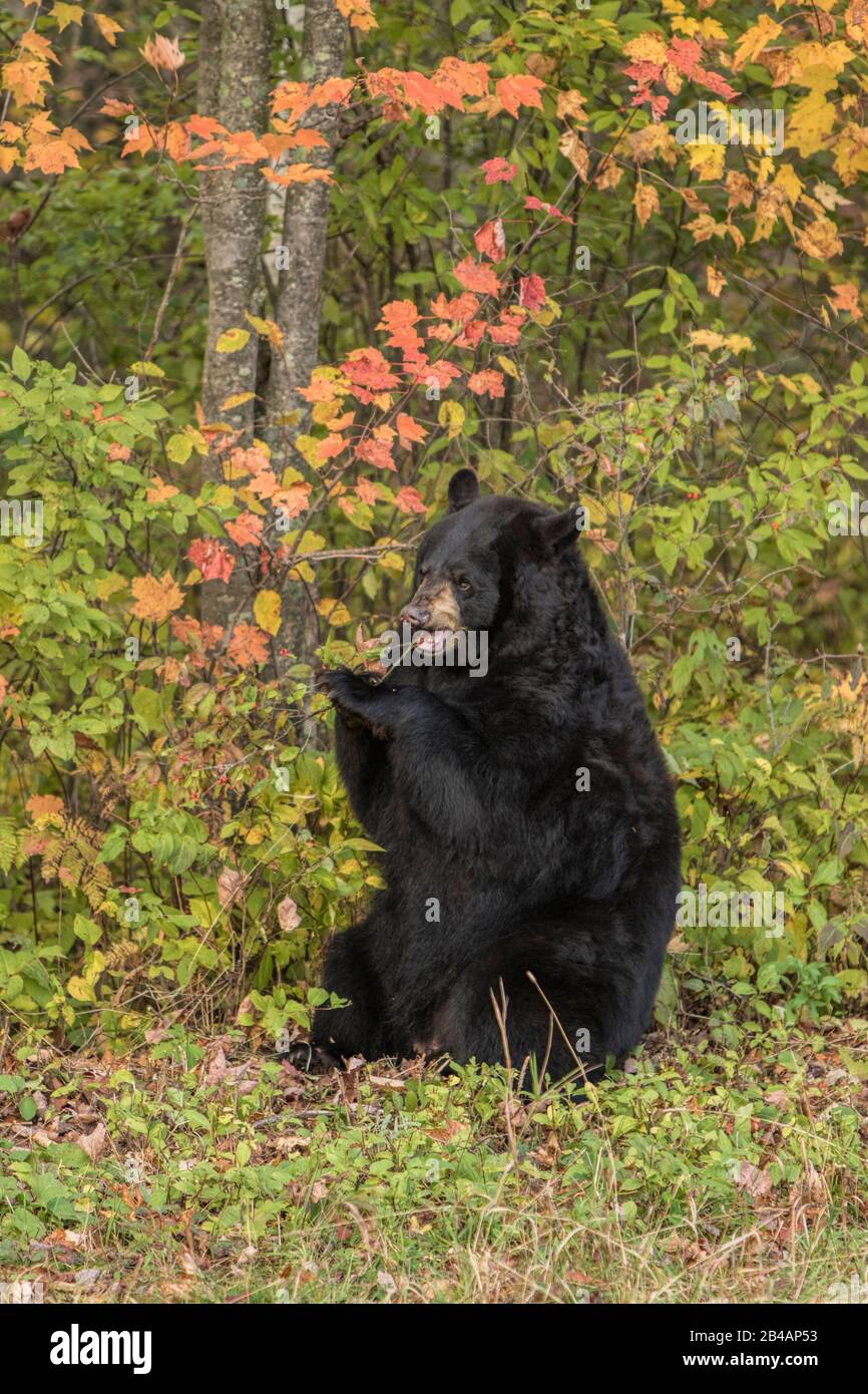 Black Bear, Ursus americanus, Captive, Minnesota, USA Stock Photo - Alamy