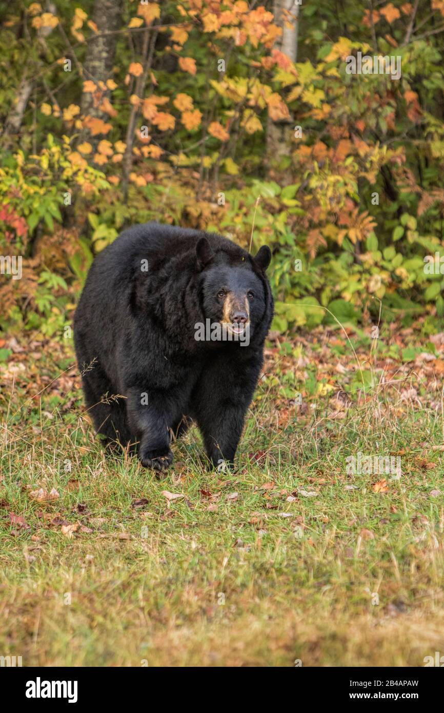 Black Bear, Ursus americanus, Captive, Minnesota, USA Stock Photo - Alamy