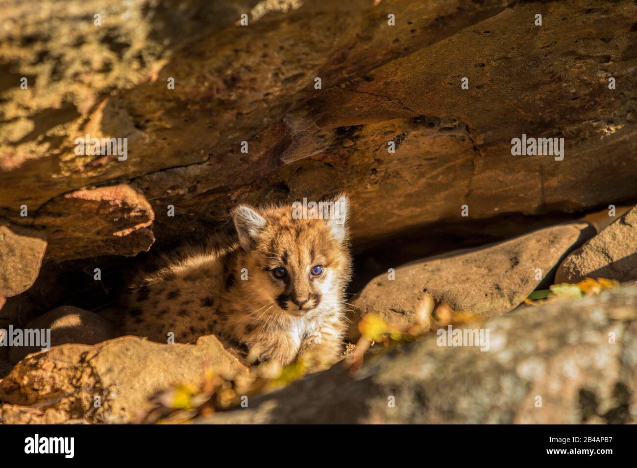 Baby puma hi-res stock photography and images - Alamy