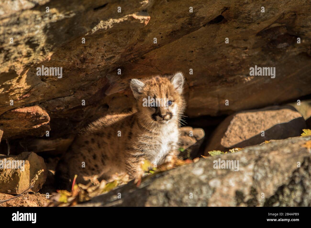 Grupo regular Hábil puma den alquiler Gallina campo
