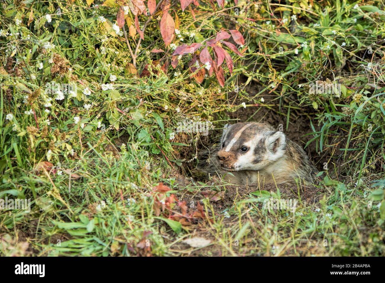 American Badger, Taxidea taxus, captive, Minnesota, USA, hiding in ...