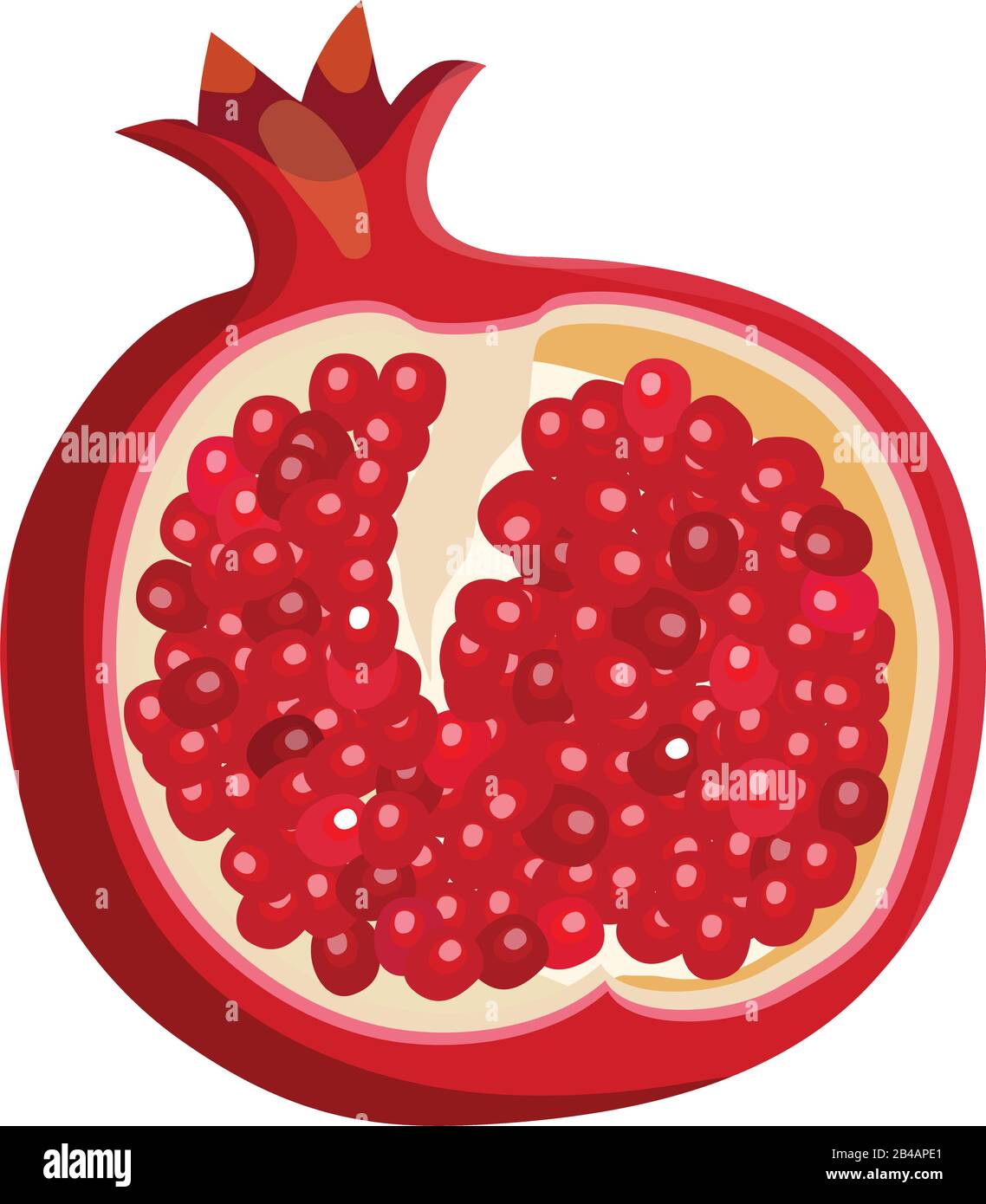 fresh slice pomegranate on white background - vector Stock Vector Image ...