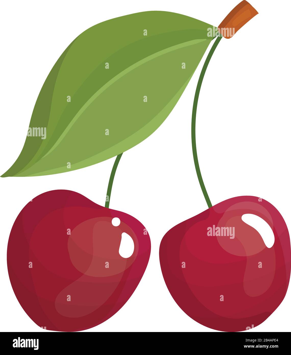 fresh two pieces of cherry on white background - vector Stock Vector ...