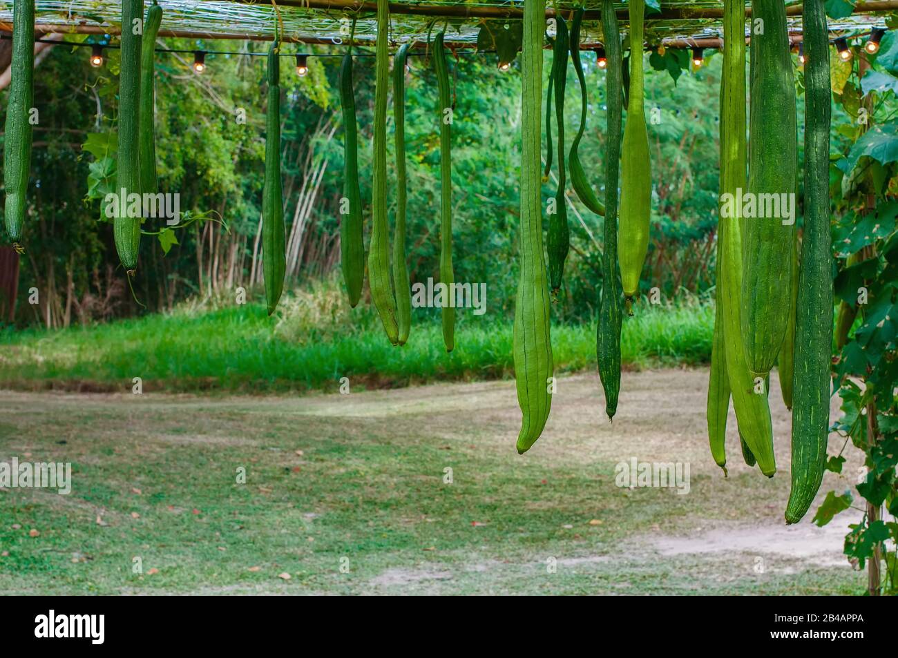Luffa cylindrica (Sponge gourd, Smooth loofah, Vegetable sponge, Gourd ...