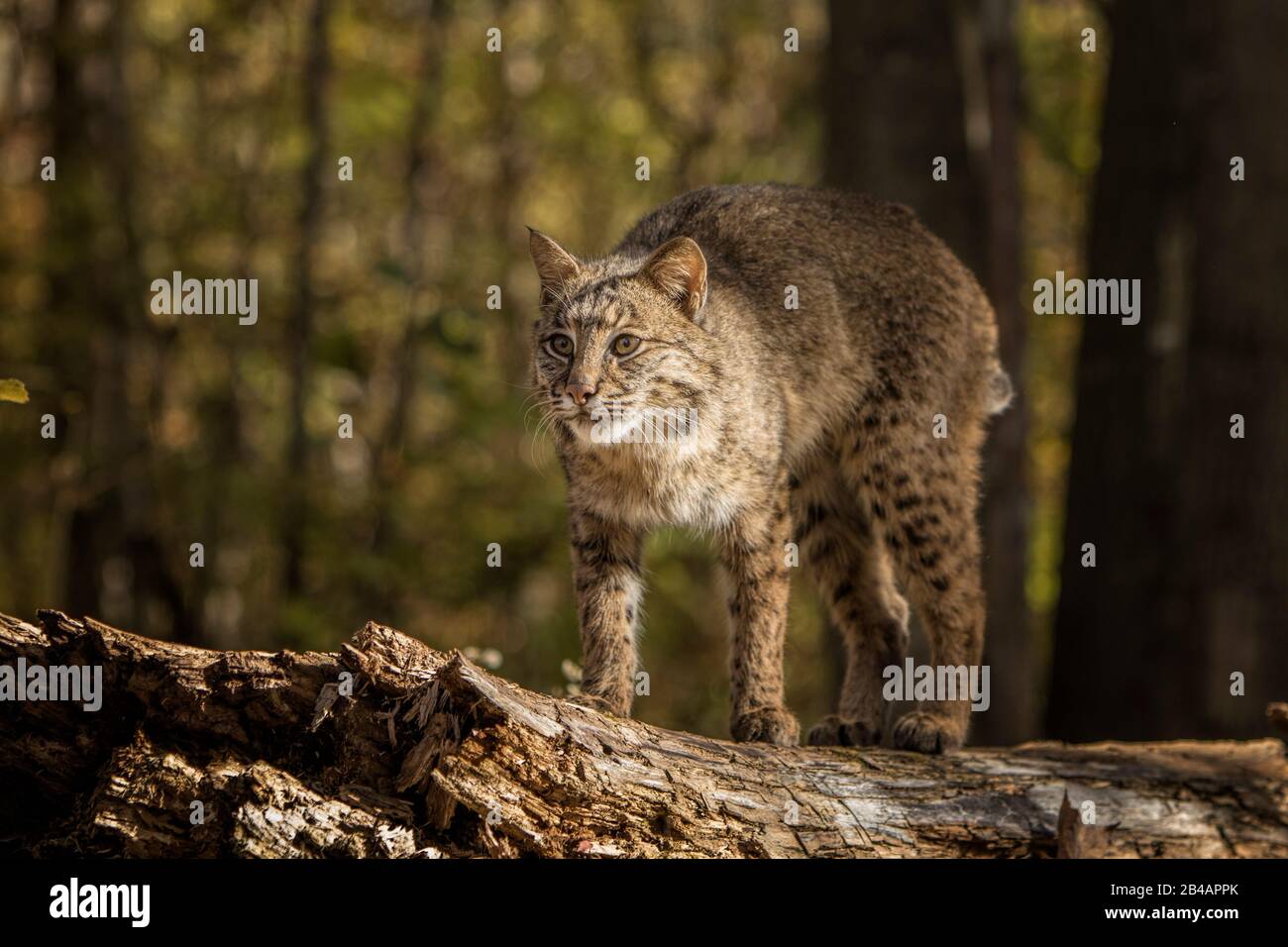 Bobcat, Lynx rufus, Captive, Minnesota, USA Stock Photo - Alamy