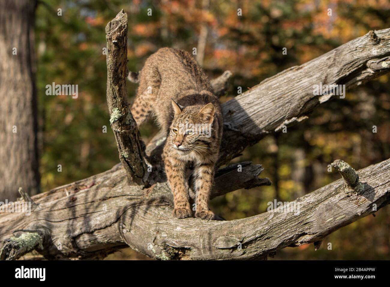 Lynx lynx rufus captive hi-res stock photography and images - Alamy